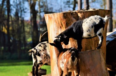 Getting Started with Goats as Pets - Goat Journal